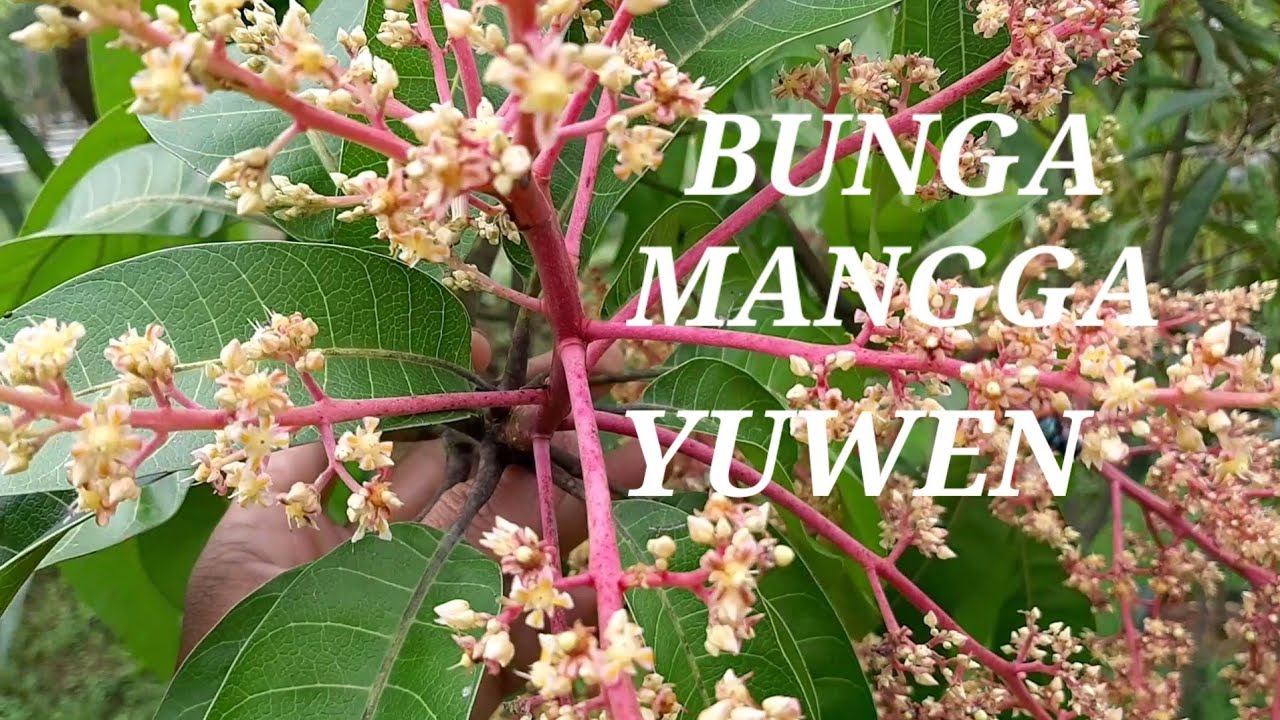 MANGGA YUWEN BUNGA LAGI, - YouTube
