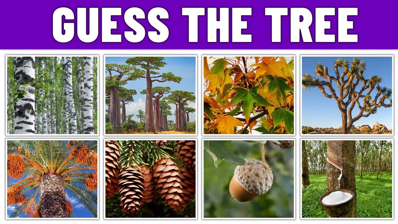 Identify the Tree by their photo | Guess The Tree | Guessing Game ...