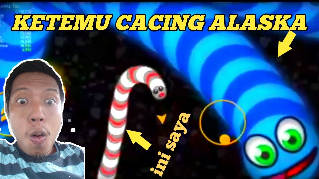 Ketemu cacing BESAR ALASKA(misi mencari cacing besar alaska)dan MAMPUS ...