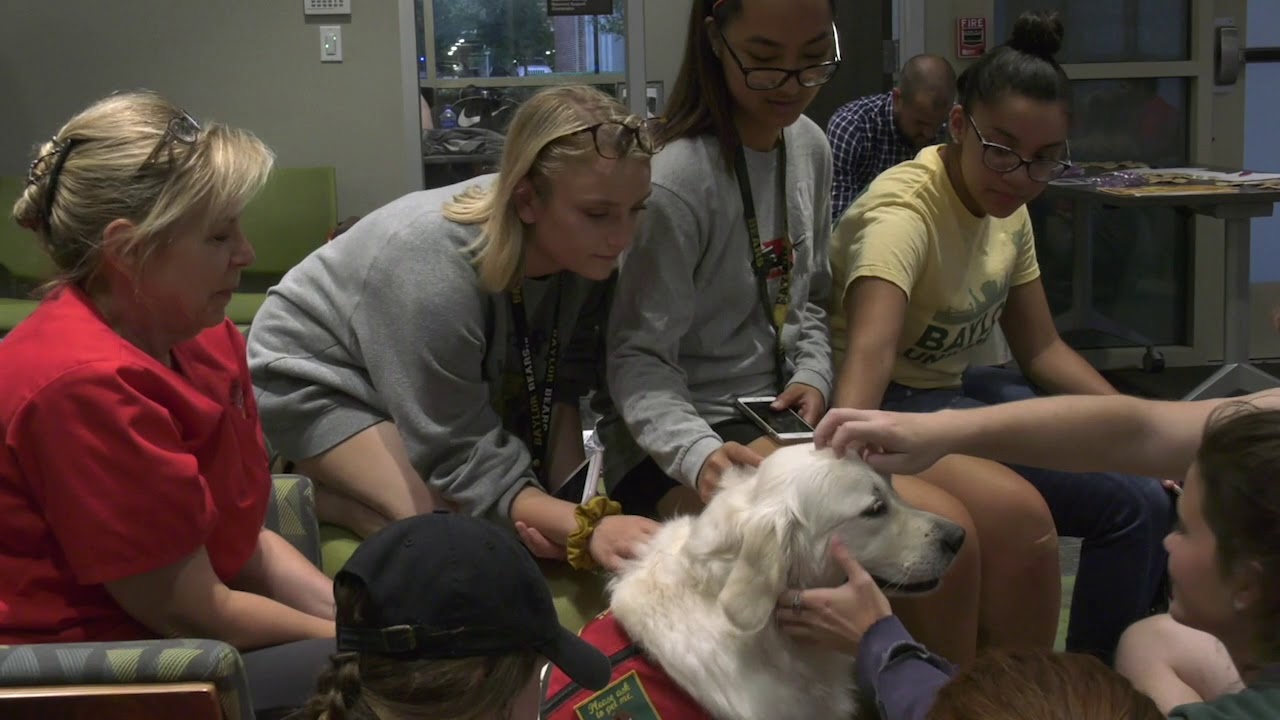 Students relax with therapy dogs at AMWA event - YouTube