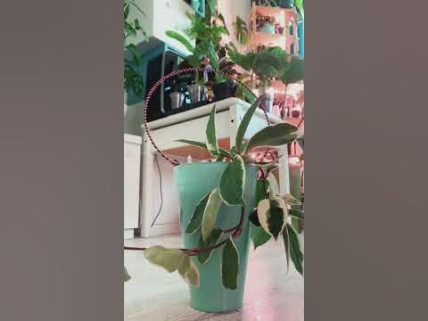 Опора для Хойи Кримсон Квин - YouTube