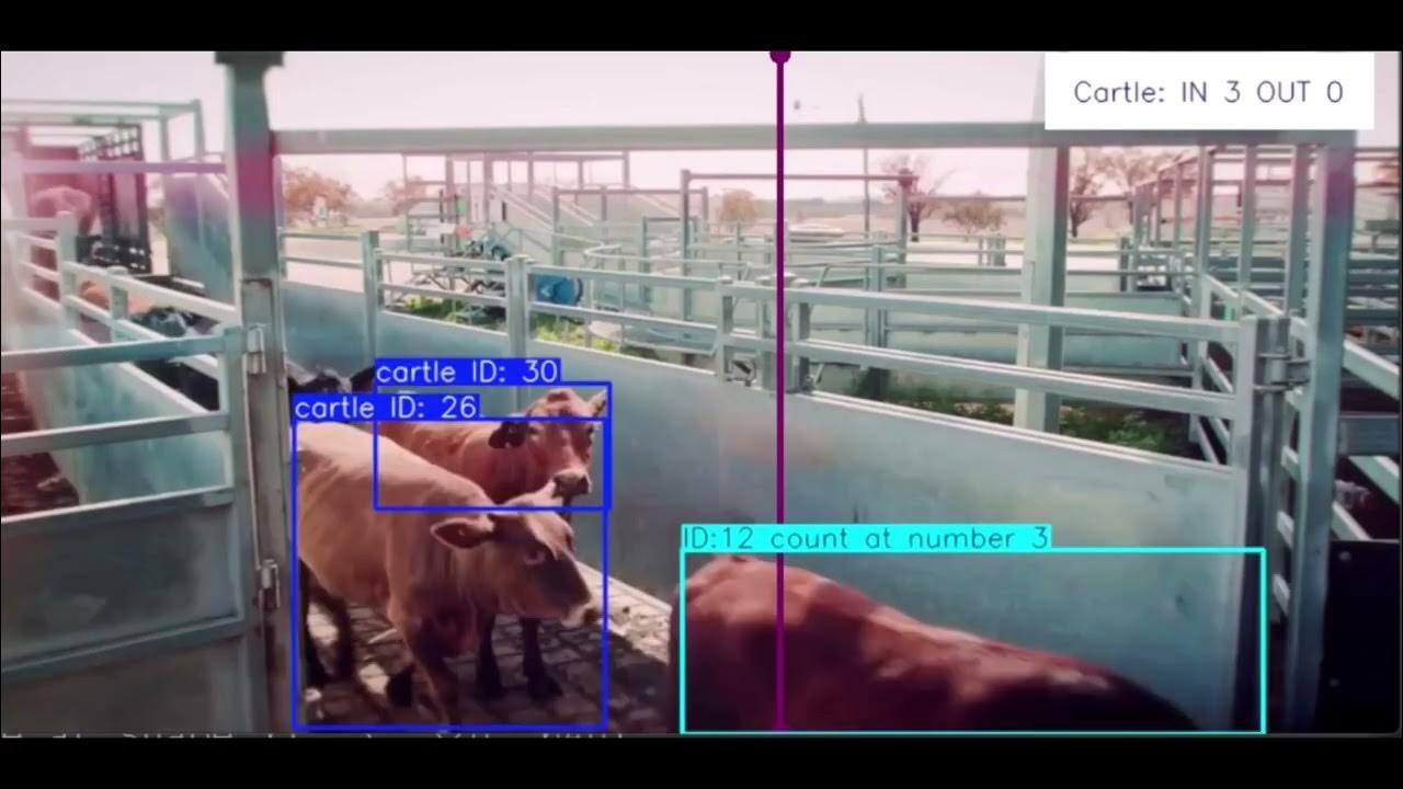 yolo11 custom object detection tracking and counting - YouTube