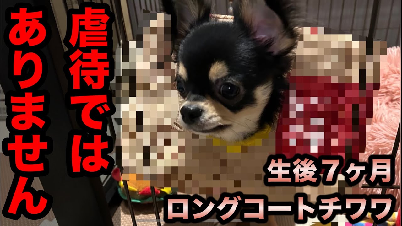 虐待ではありません!夢中になるおもちゃ!ロングコートチワワ ブラックタン/子犬の飼い方育て方/室内犬 初めて飼う/ちゅるびー 犬/子犬
