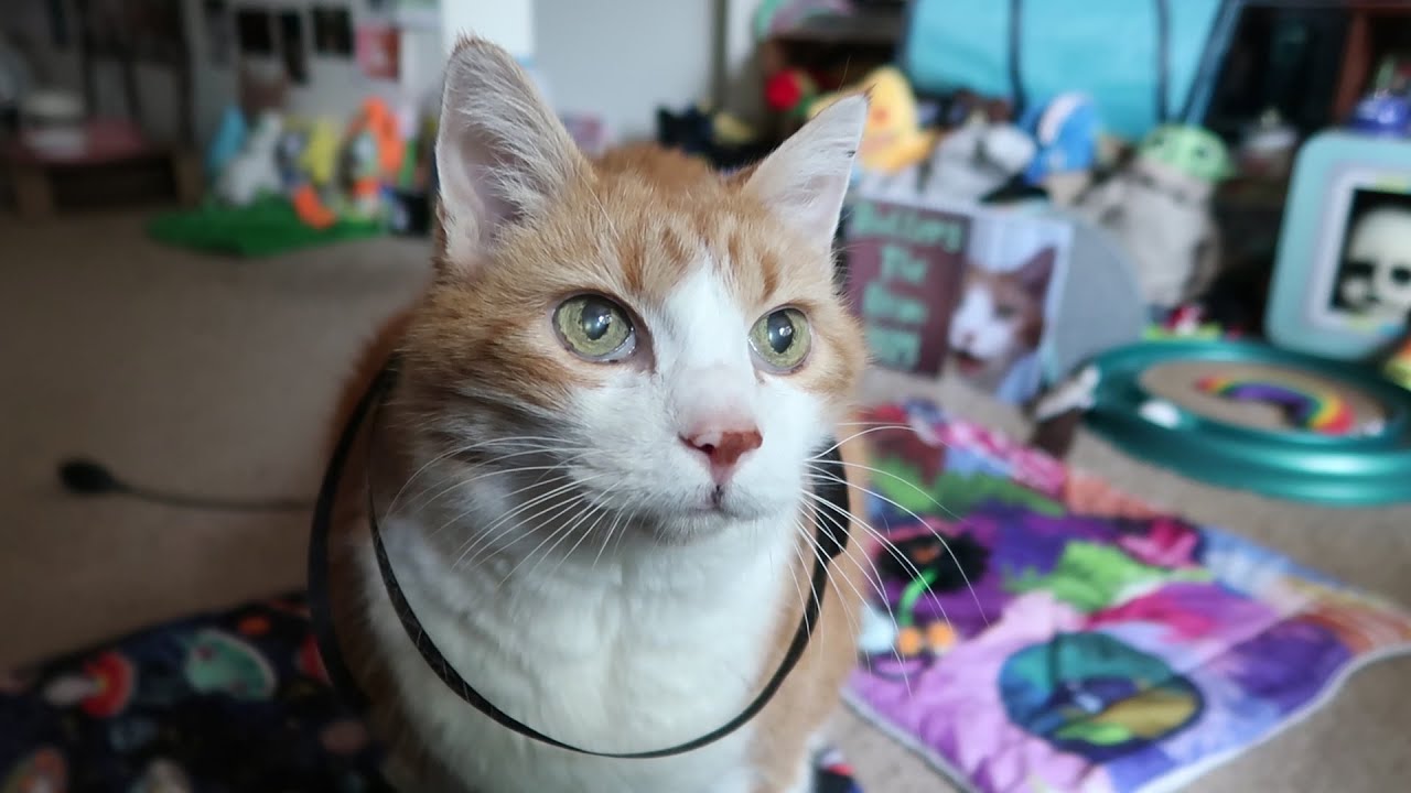 Butters needs to be revved up for food - YouTube