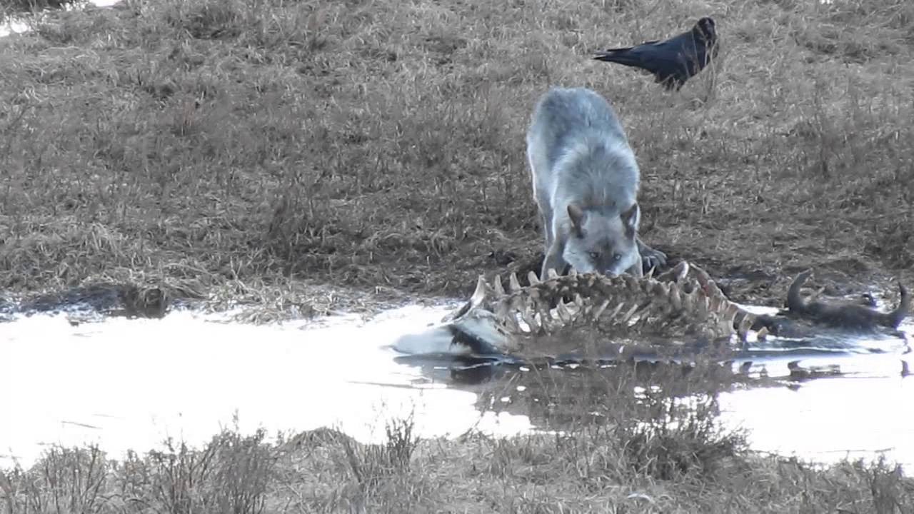 The Lamar's 755M - YouTube