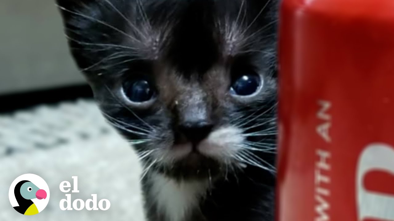 Gatito más pequeño del mundo crece para ser un mini gato | El Dodo ...