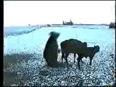 cow backflip - YouTube