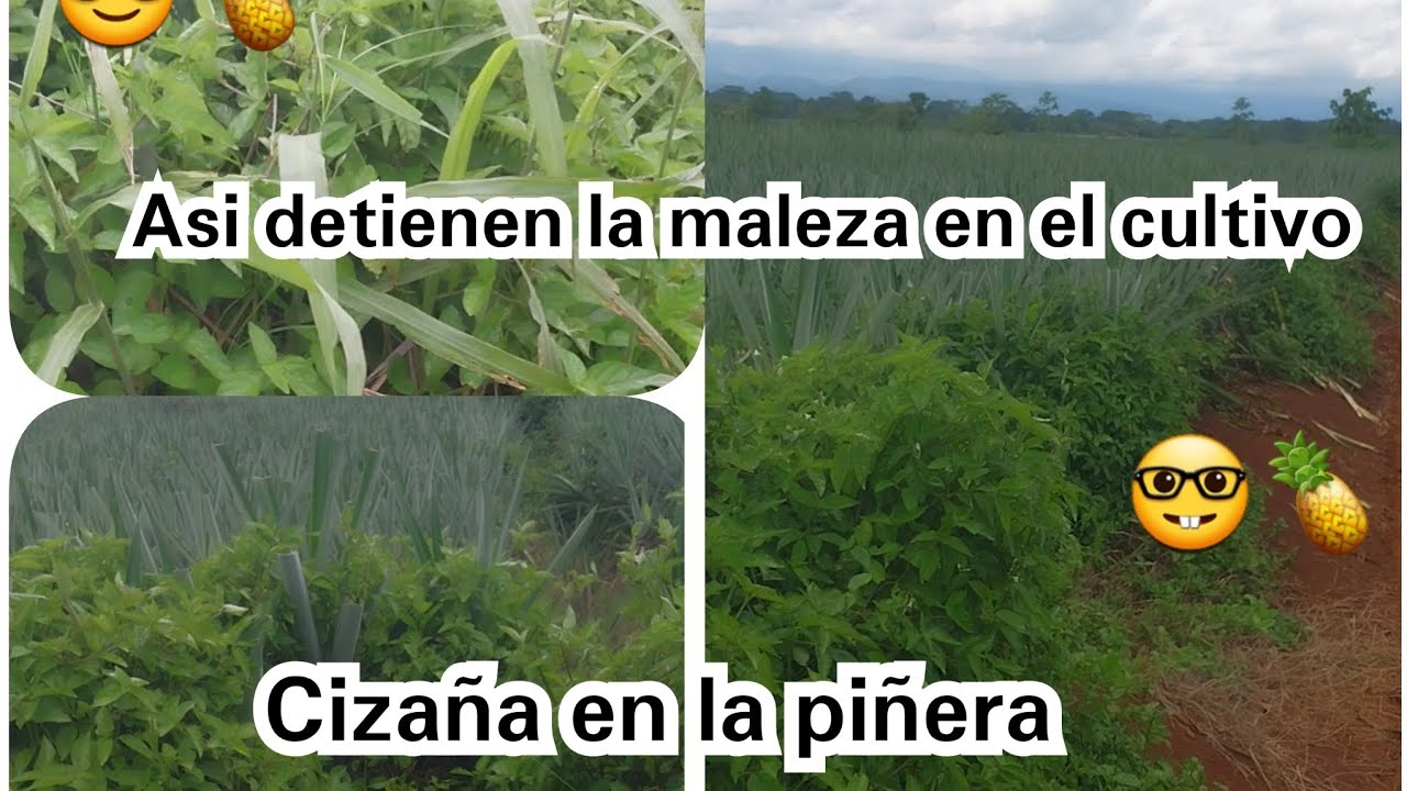 Mira Así esta de cizaña esta Plantación de piña 🍍 - YouTube