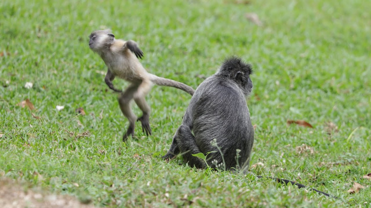 Playful Baby Silvery Lutung Monkey Jumps Around - YouTube