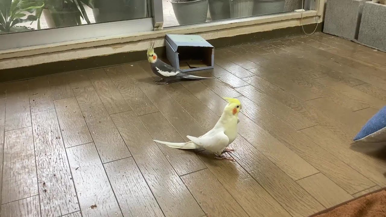 Cockatiel's circle dance (9) - YouTube
