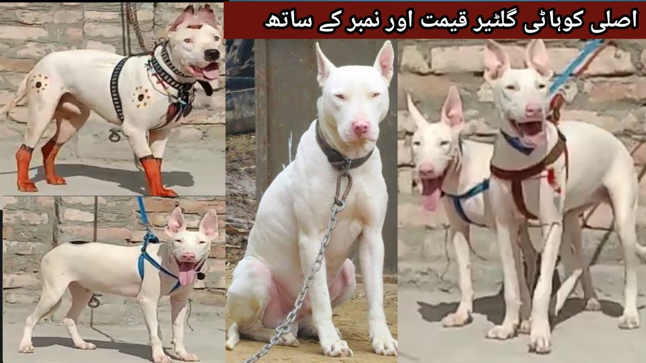 Pure Kohati Gultair kennel latest Vlog | Dogs Setup in Kohat | kohati ...