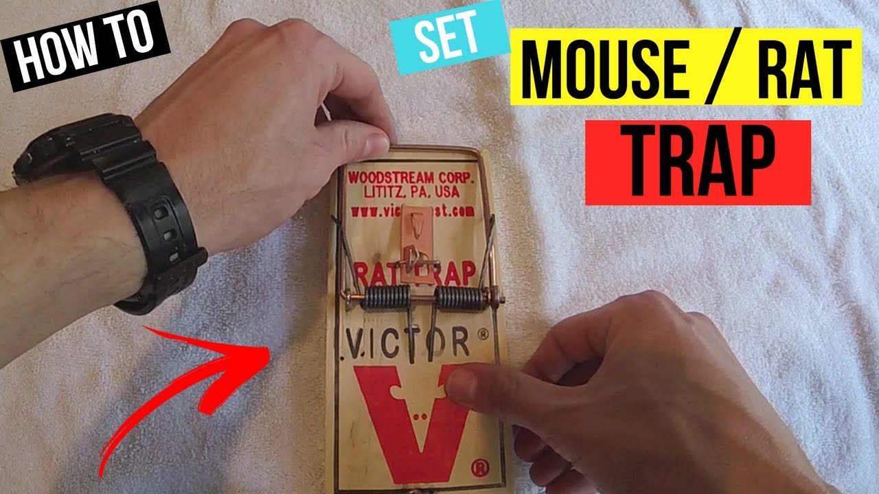 How To Set a Mouse or Rat Trap without Breaking your Fingers 🤬🩹🖐 - YouTube