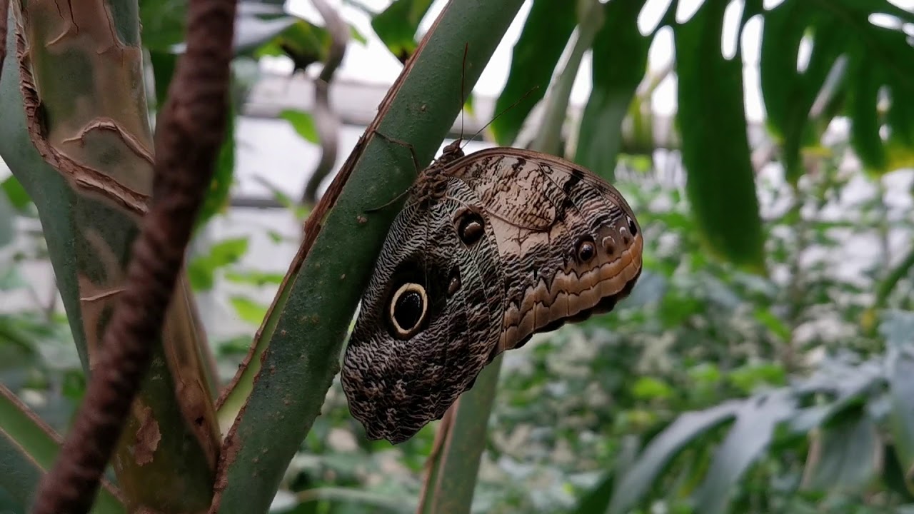 Chester zoo butterfly house - YouTube