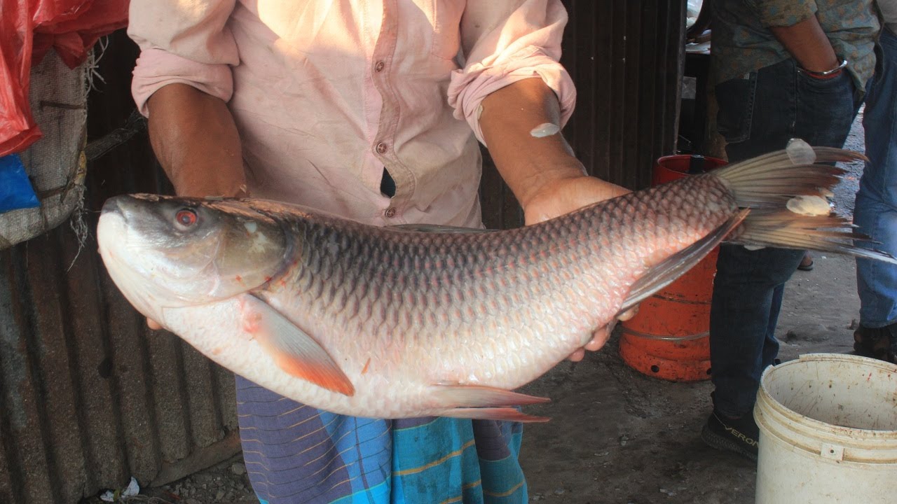 Roha Fish Cutting II Fishing Brother - YouTube