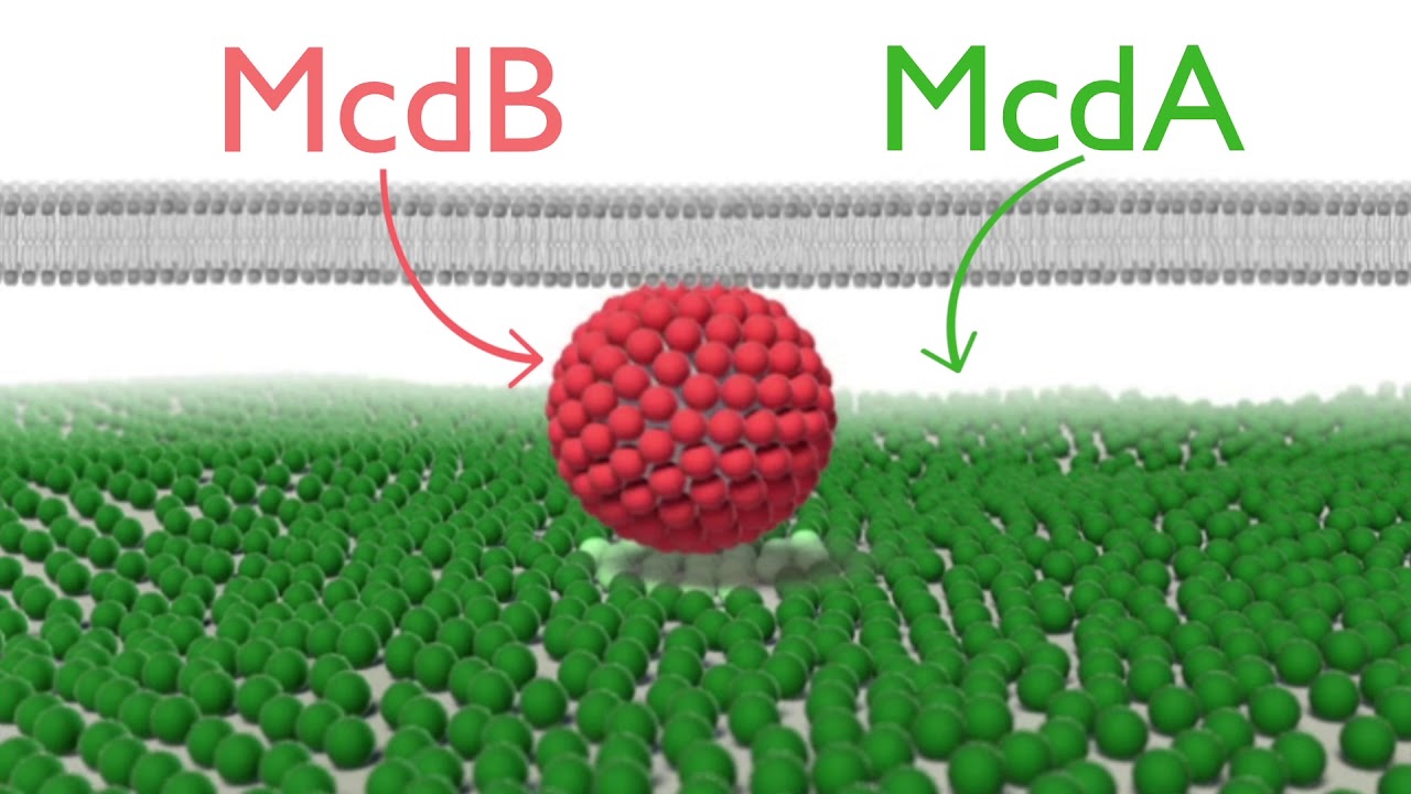 How cyanobacteria line up their factories, and what it means for a ...