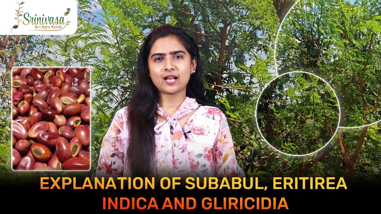 Explanation Of Subabul, Eritirea Indica And Gliricidia | Thanneu Suresh ...