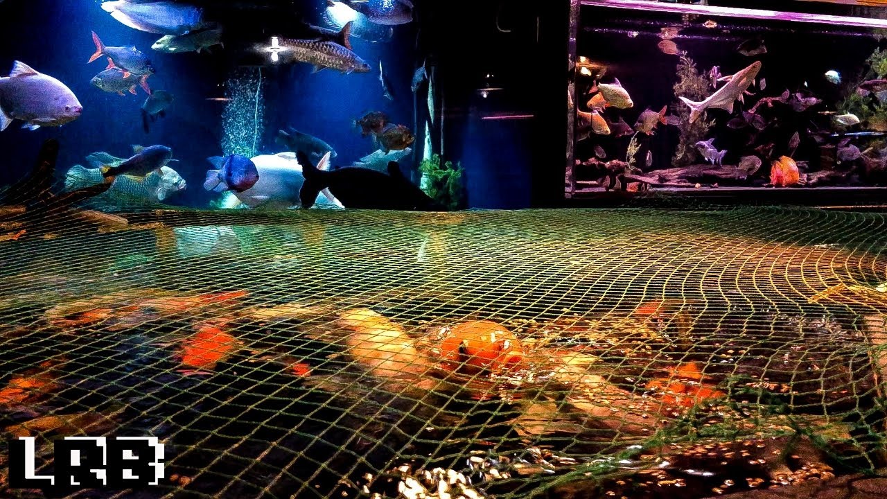 Feeding The Monster Fish at Ohio Fish Rescue - YouTube