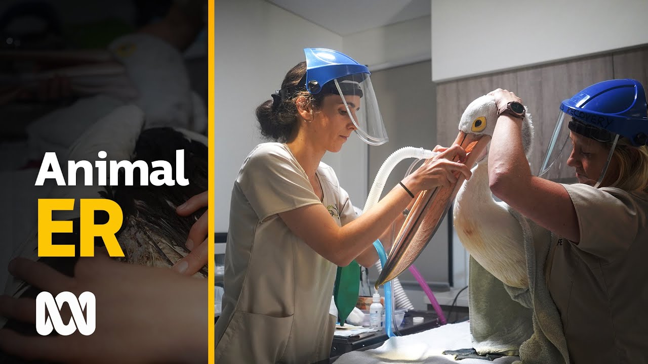 Emergency surgery at Australia's first wildlife trauma hospital | ABC ...