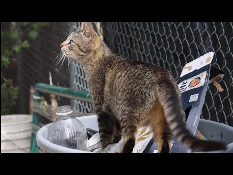 Putting a Collar Camera on a Stray Cat - YouTube