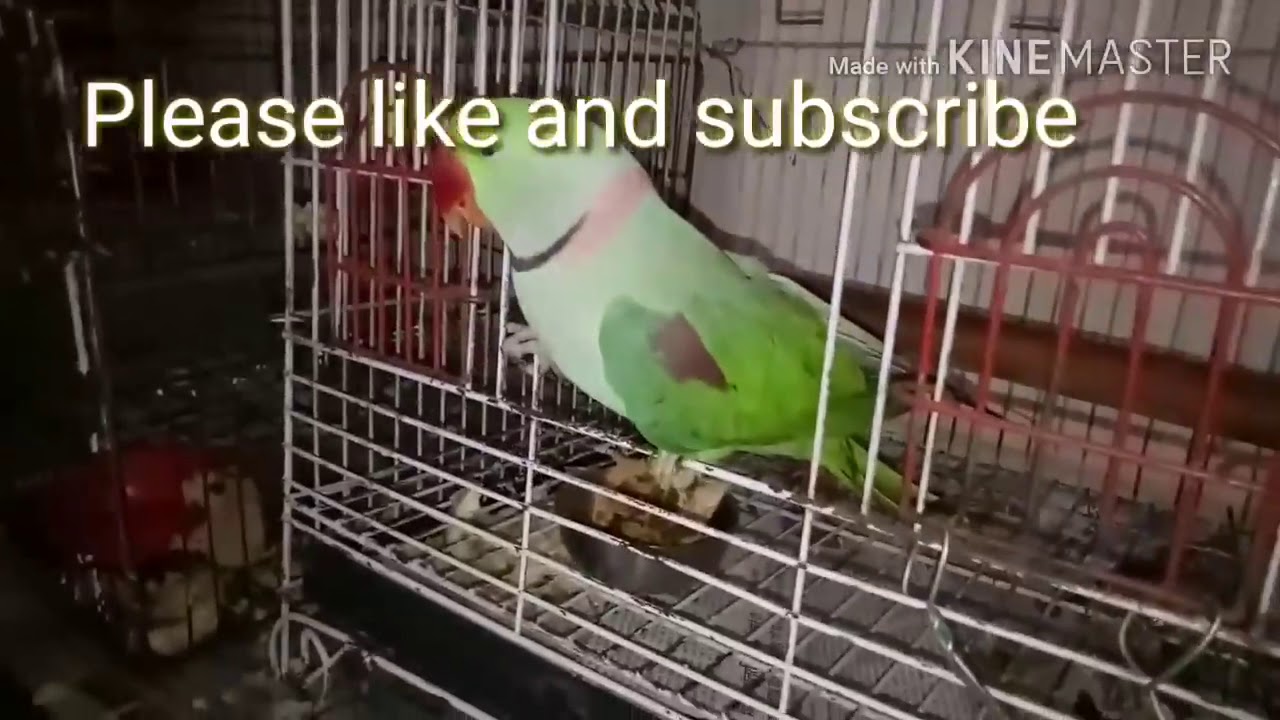 Awesome Talking - YouTube