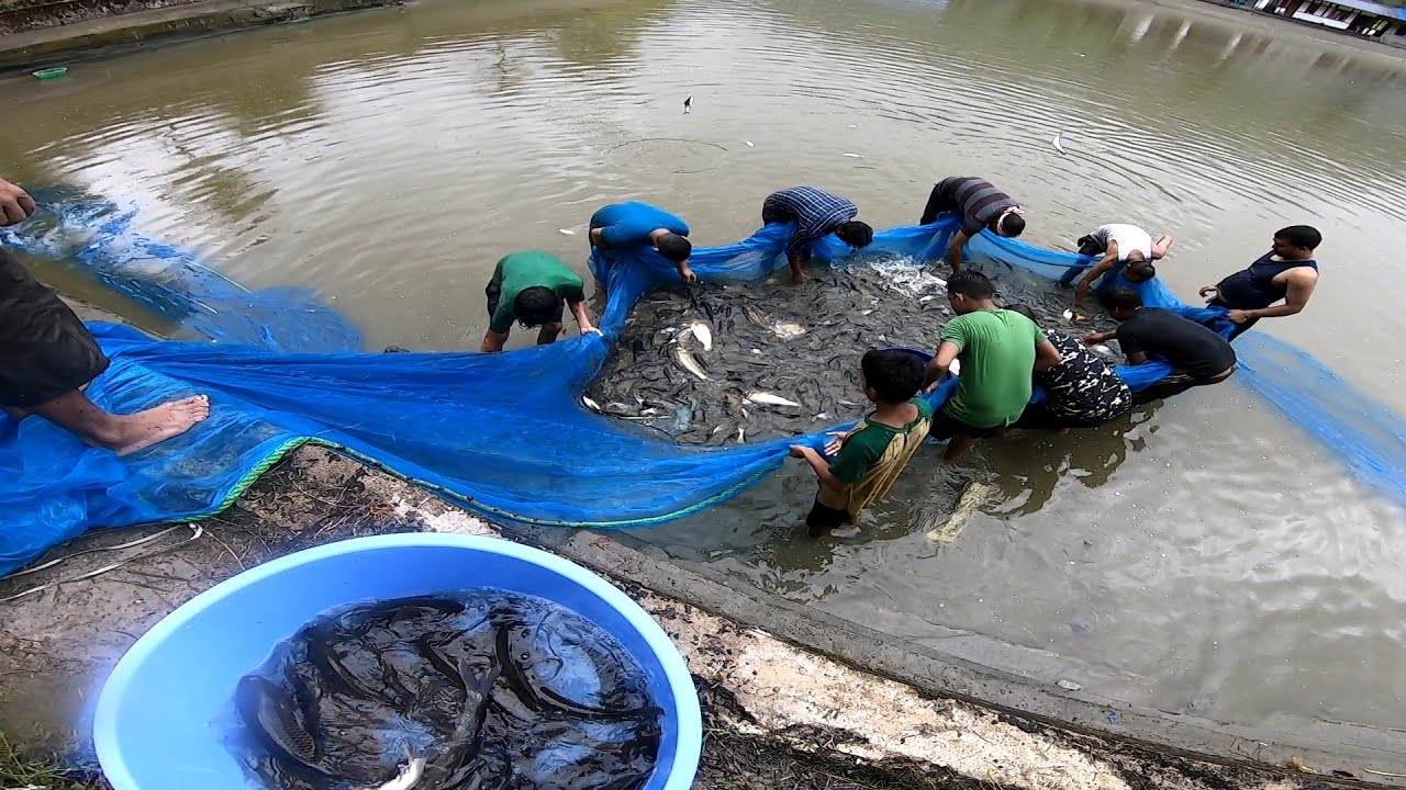 Caught Different Varities Of Fish😱From Same Place | Fishing Activities ...