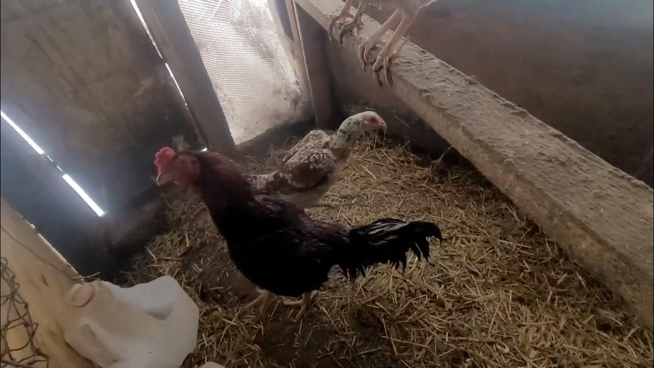 kuv poj niam mus thaij kuv cov qaib kuv saib - YouTube