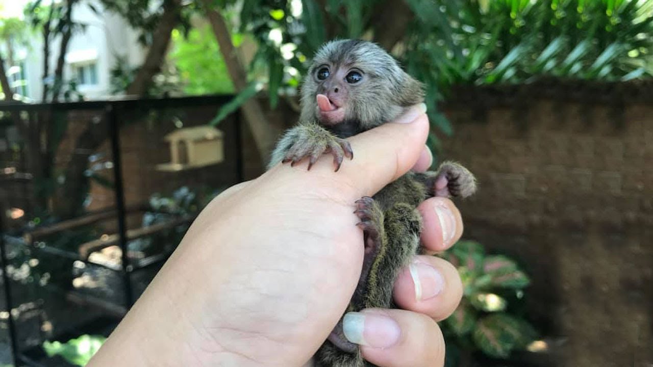 Adorable Tiny Marmoset Monkeys - YouTube