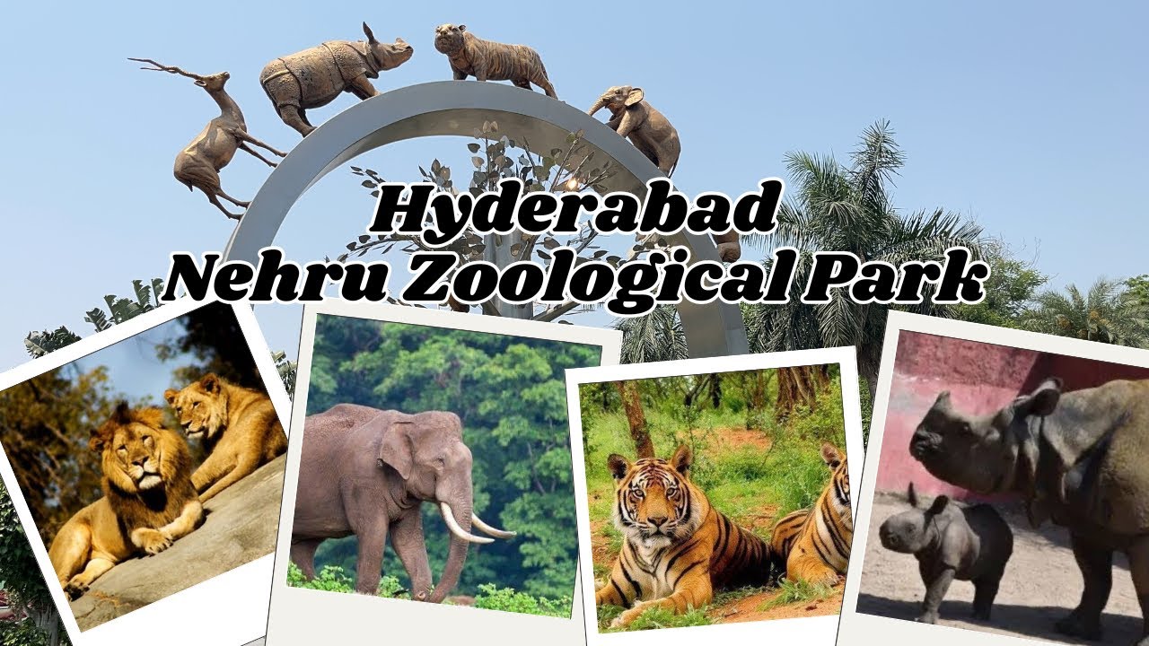 Hyderabad Nehru Zoological Park 2024 || Hyderabad Zoo Park - YouTube