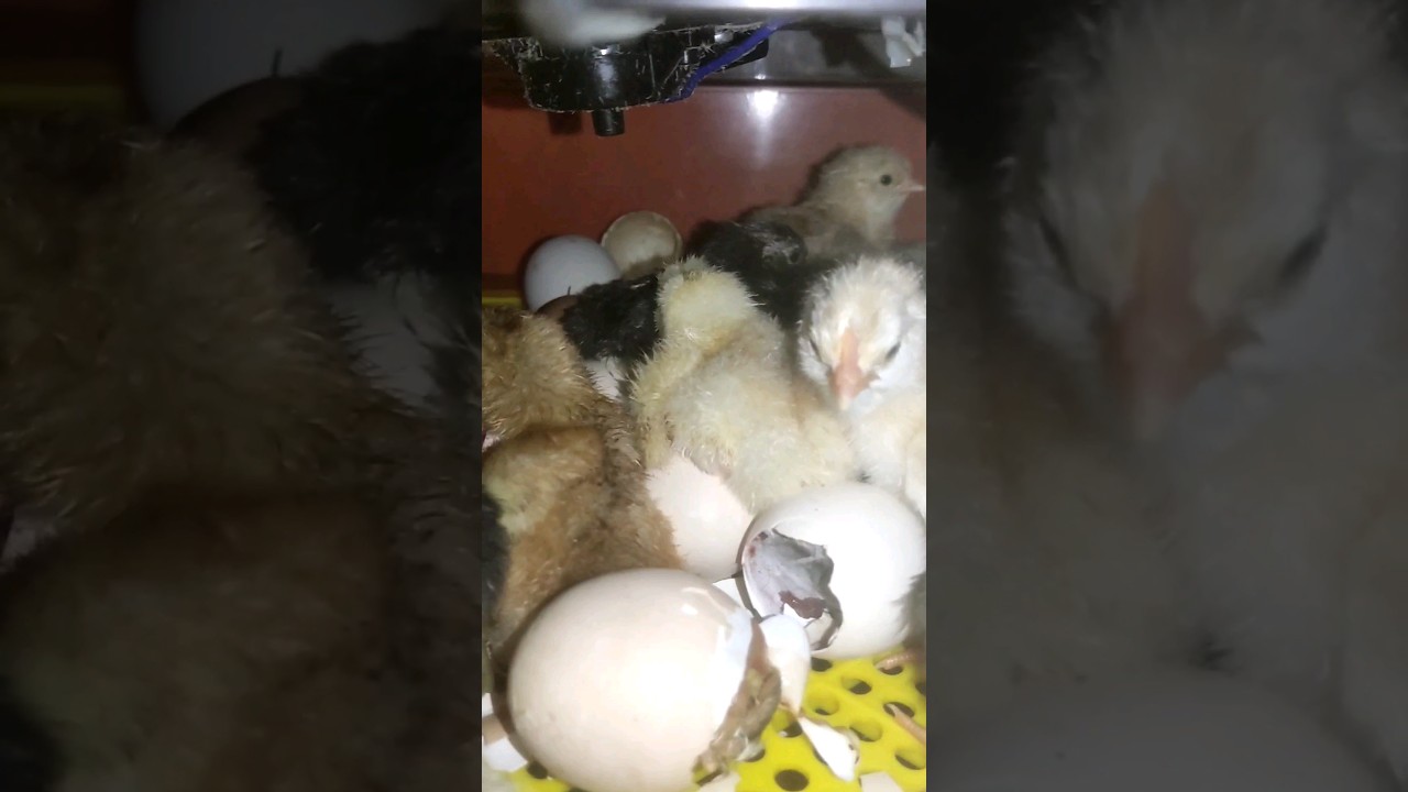 Baby Chick Hatching | Egg Hatching - YouTube