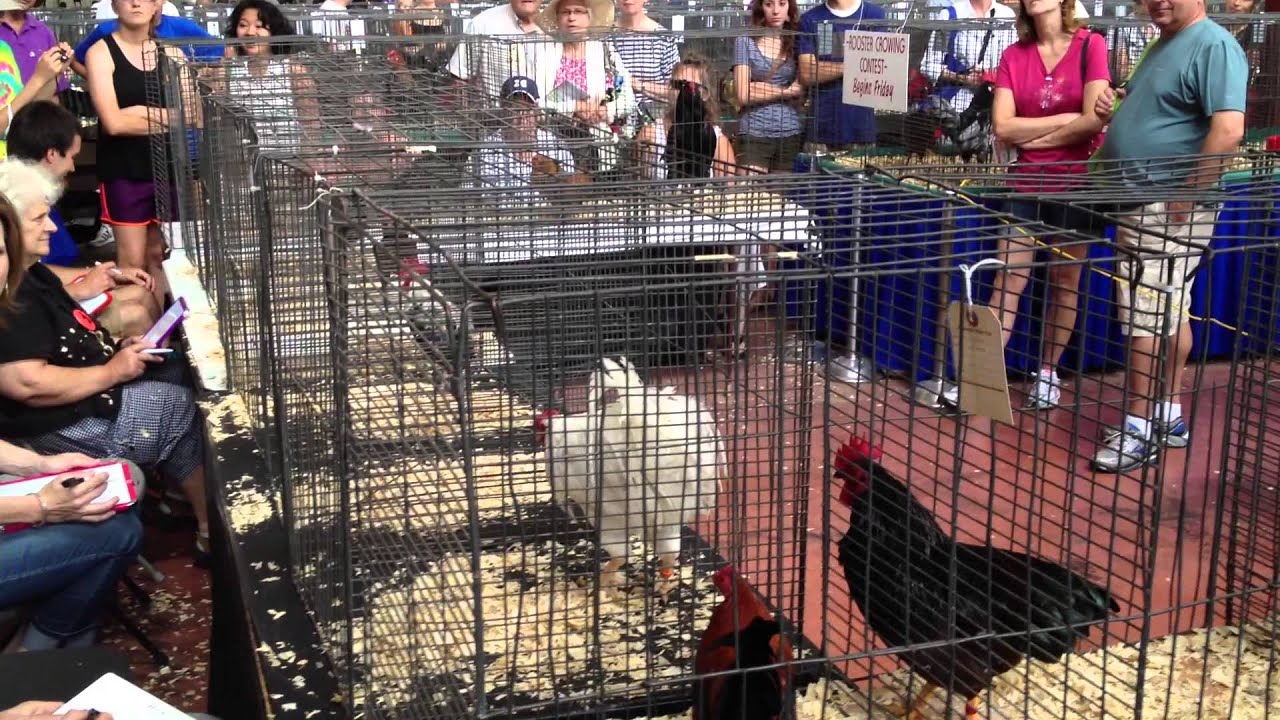 2013 09 14 MN State Fair Rooster Contest - YouTube