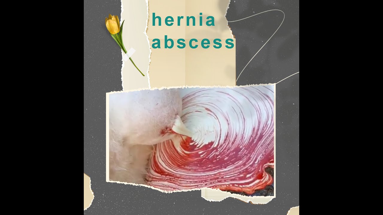 ABSCESS IN COW - YouTube