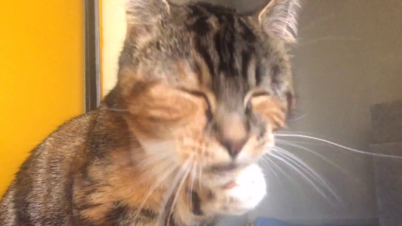 Loving, gorgeous, adorable torby cat -- Mia - YouTube