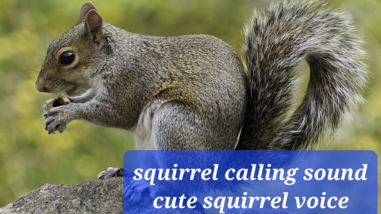 squirrel calling sound | warning sound | squirrel voice #squirrel love ...