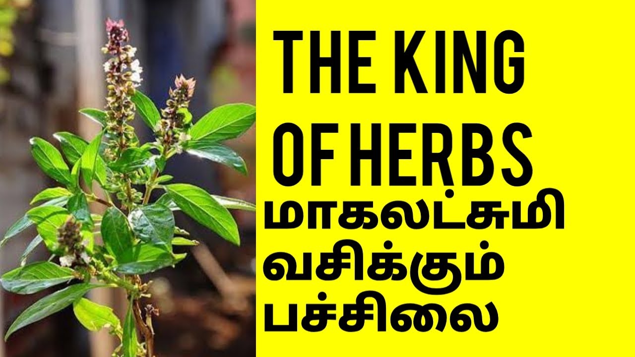 Thiruneetru pachilai uses for skin || Tamil || Basil seeds Benefits ...