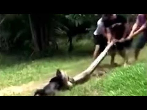 rescatan perro de una anaconda