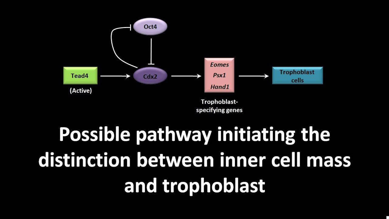 Possible pathway initiating the distinction between inner cell mass and ...