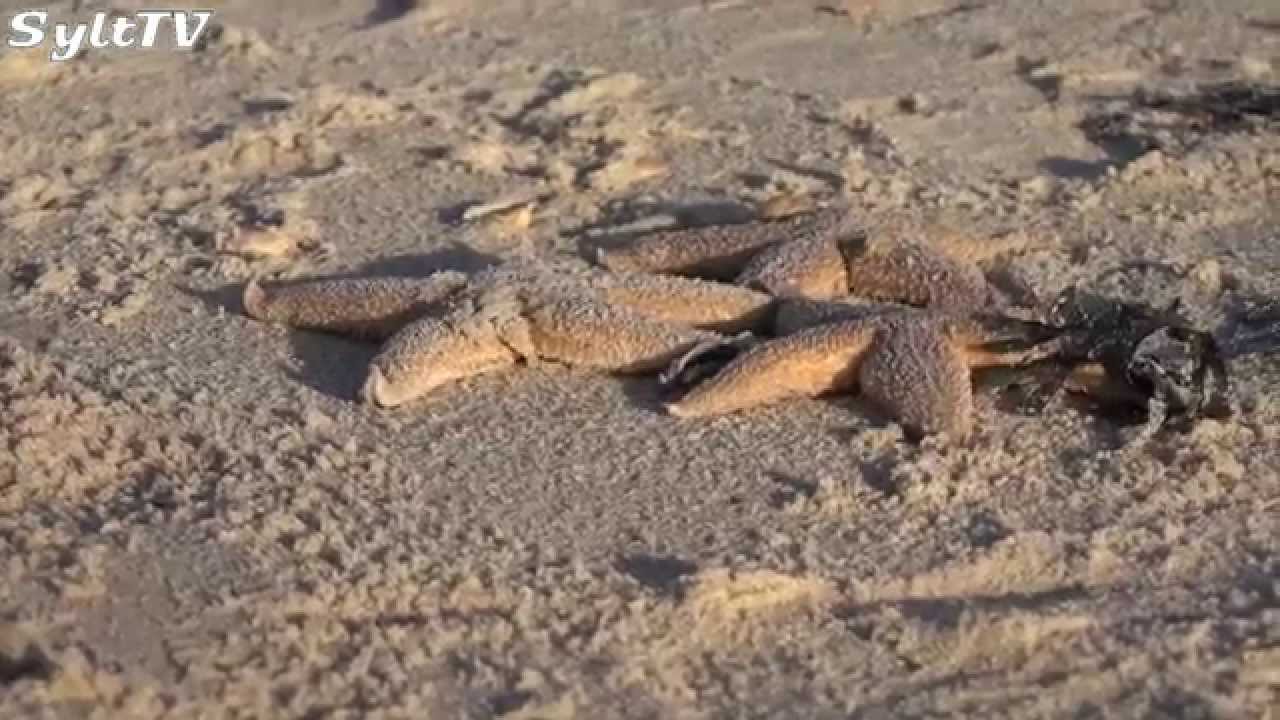 Seesternsterben an den Sylter Stränden - YouTube