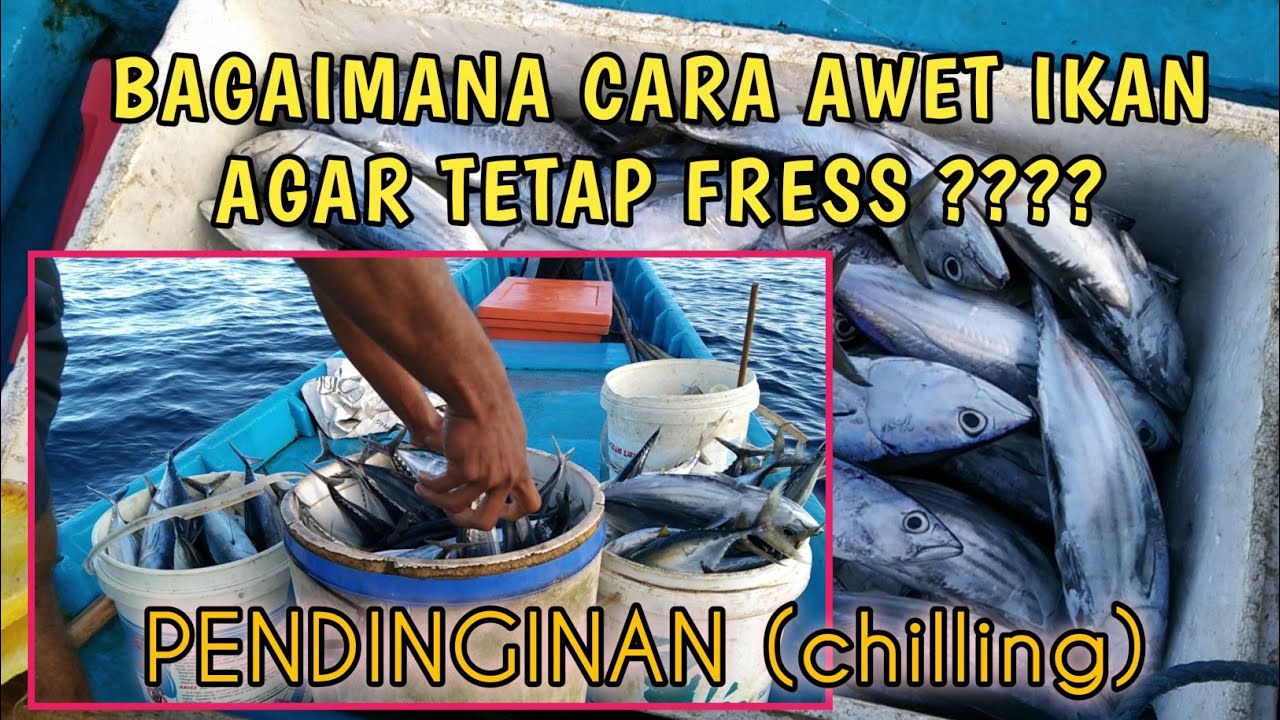 Packing ikan segar di laut Agar tetap Fress. - YouTube