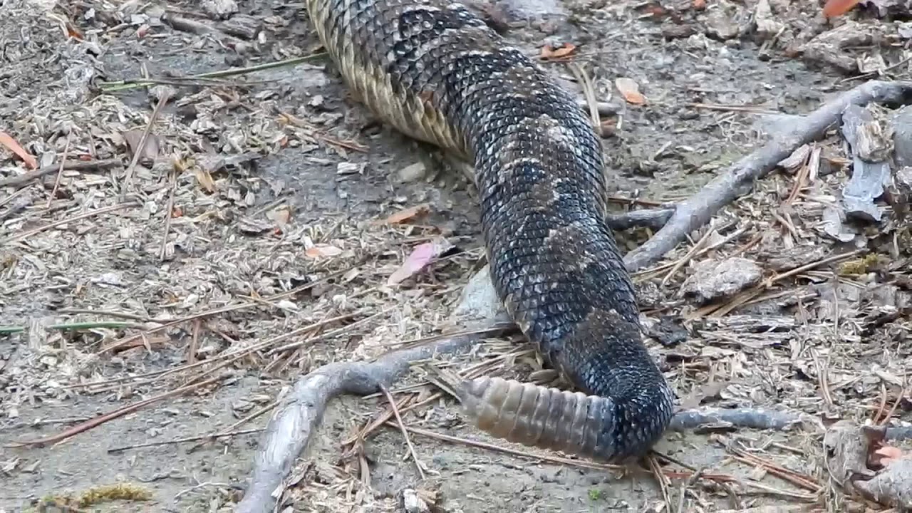 Uwharrie Timber Rattler 2017 - YouTube