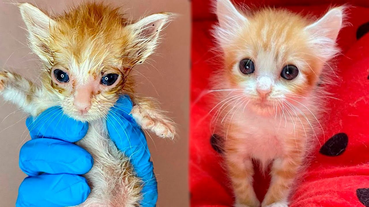 A lonely sunshine kitten has blossomed and is thriving thanks to lots ...