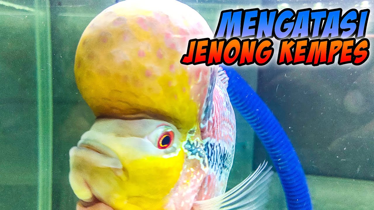 CARA MENGATASI IKAN LOUHAN JENONG KEMPES - YouTube