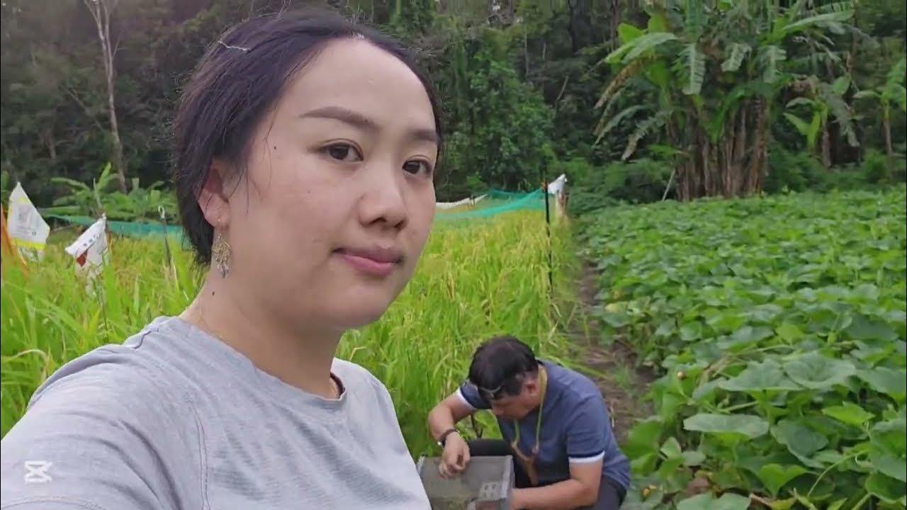 Moog saib teb.2025 - YouTube