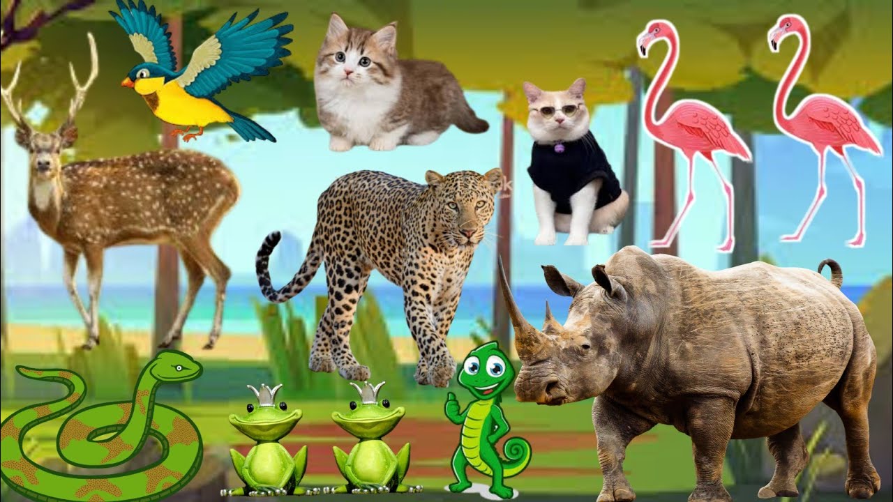 pelajari hewan liar : suara ular, katak, kucing, rusa dan burung. - YouTube