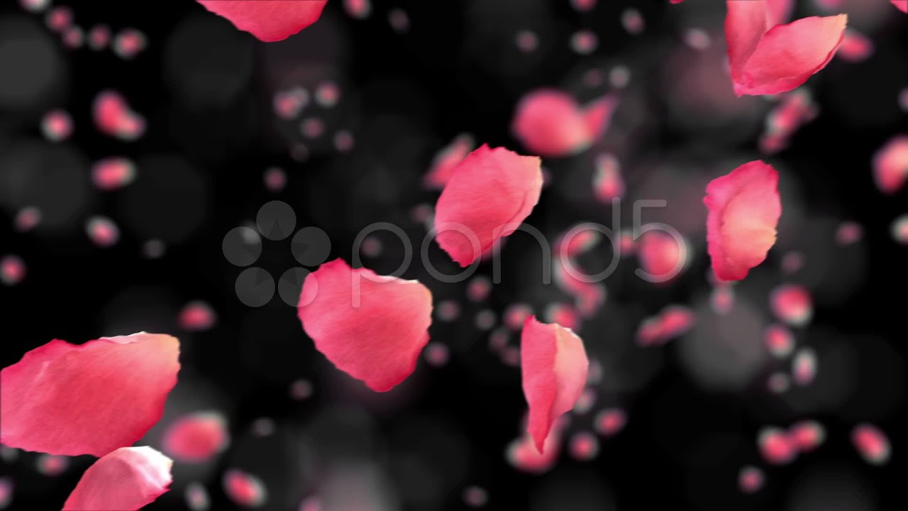 Flying Rose Petals With Dof. Hd. Loop.. Stock Footage - YouTube