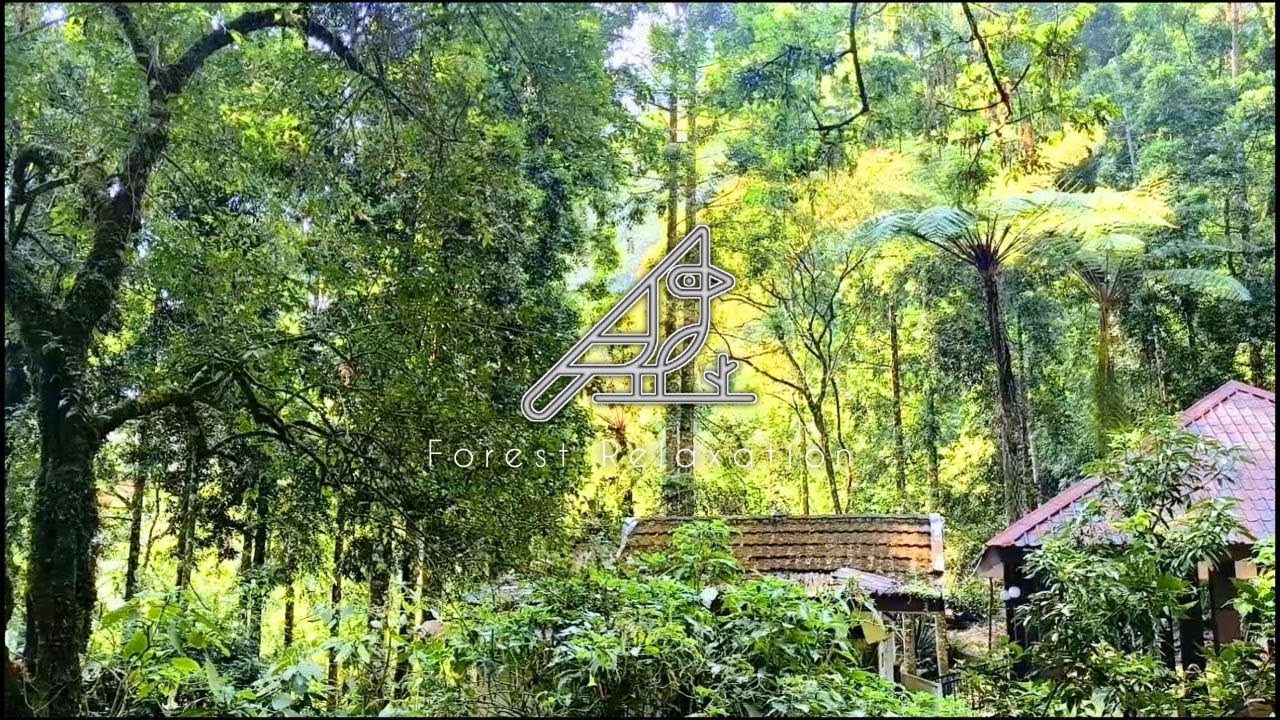 Relaxing Sleep, Deep Forest Sounds, Bird Sounds, "Soothing Forest Relaxation" - YouTube