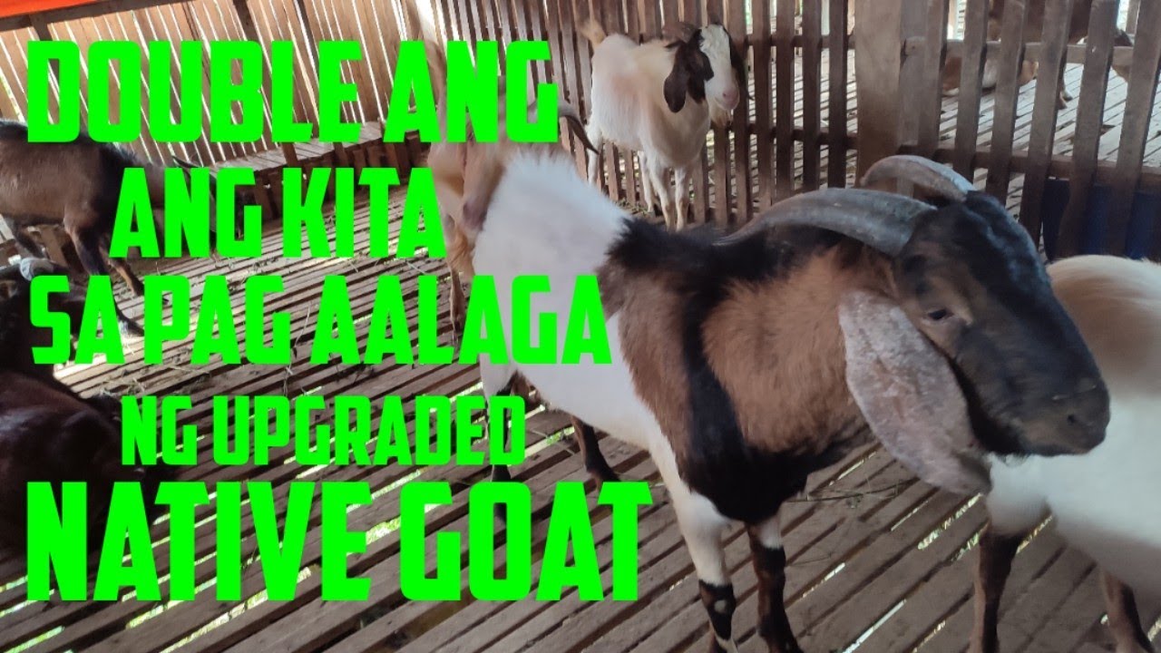 #DOUBLE ANG KITA SA PAG AALAGA NG UPGRADED NATIVE GOAT #goatfarming # ...