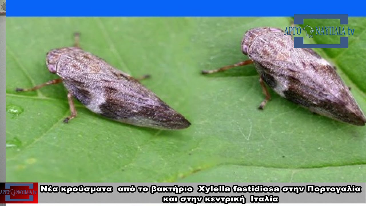 Νέα κρούσματα από το βακτήριο Xylella fastidiosa στην Πορτογαλία και ...