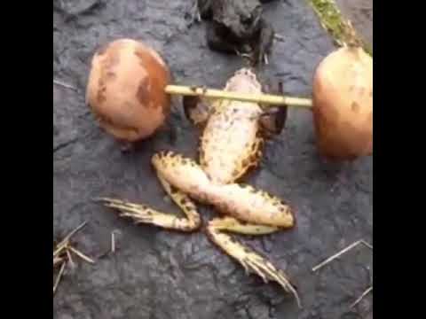 Frog lifting weights - YouTube