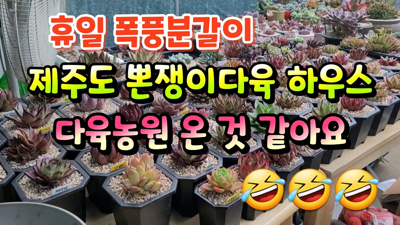 폭풍분갈이로 다육농원 온듯한 제주도 뽄쟁이다육 하우스 다육식물 다육이 다육이키우기 Youtube
