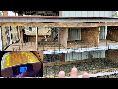 BÖLMEKİ HİNT HOROZU KÜMESİ BİTTİ KULUÇKA MAKİNESİNİ KURDUM